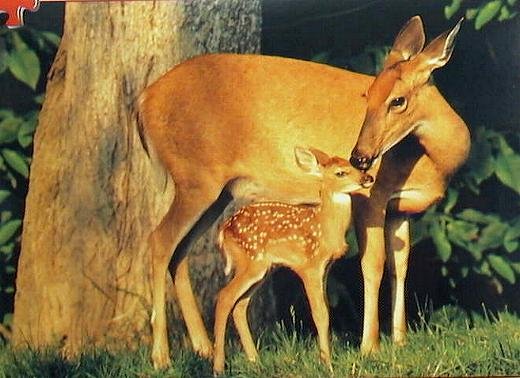 Srnka - Puzzle-prodej.cz