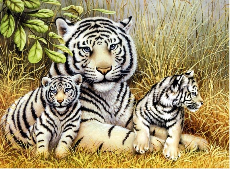 Tygr bílý - rodinka - Puzzle-prodej.cz